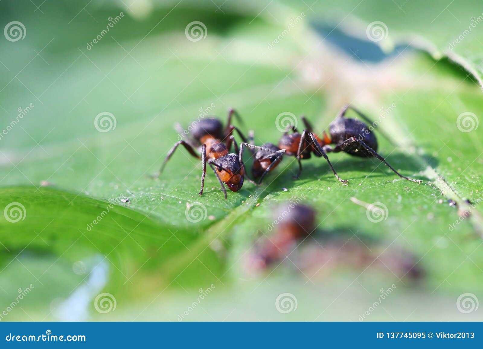 Ant stock image. Image of close, grass, forest, small - 137745095