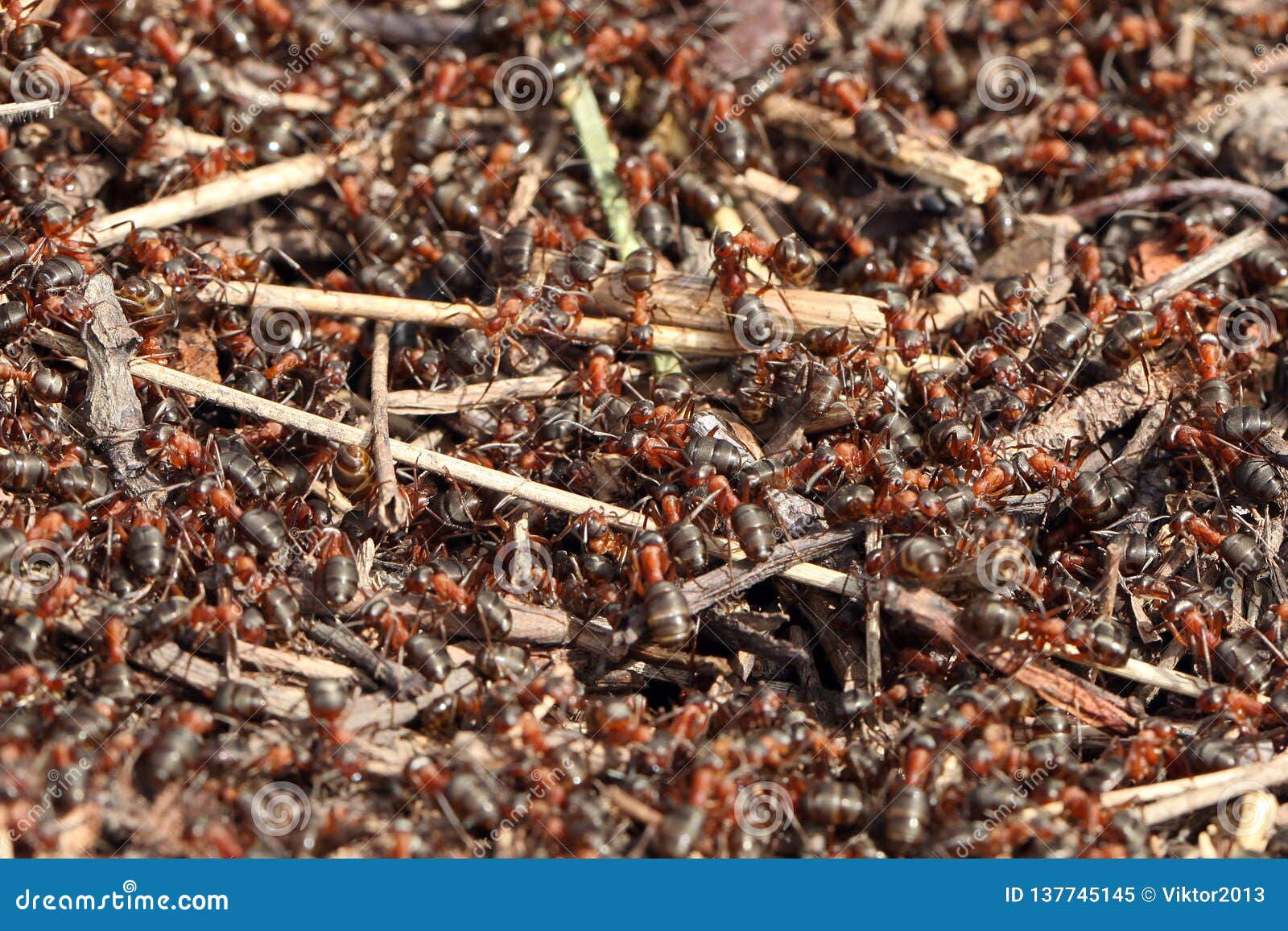 Ant stock image. Image of ants, isolated, worker, leaf - 137745145