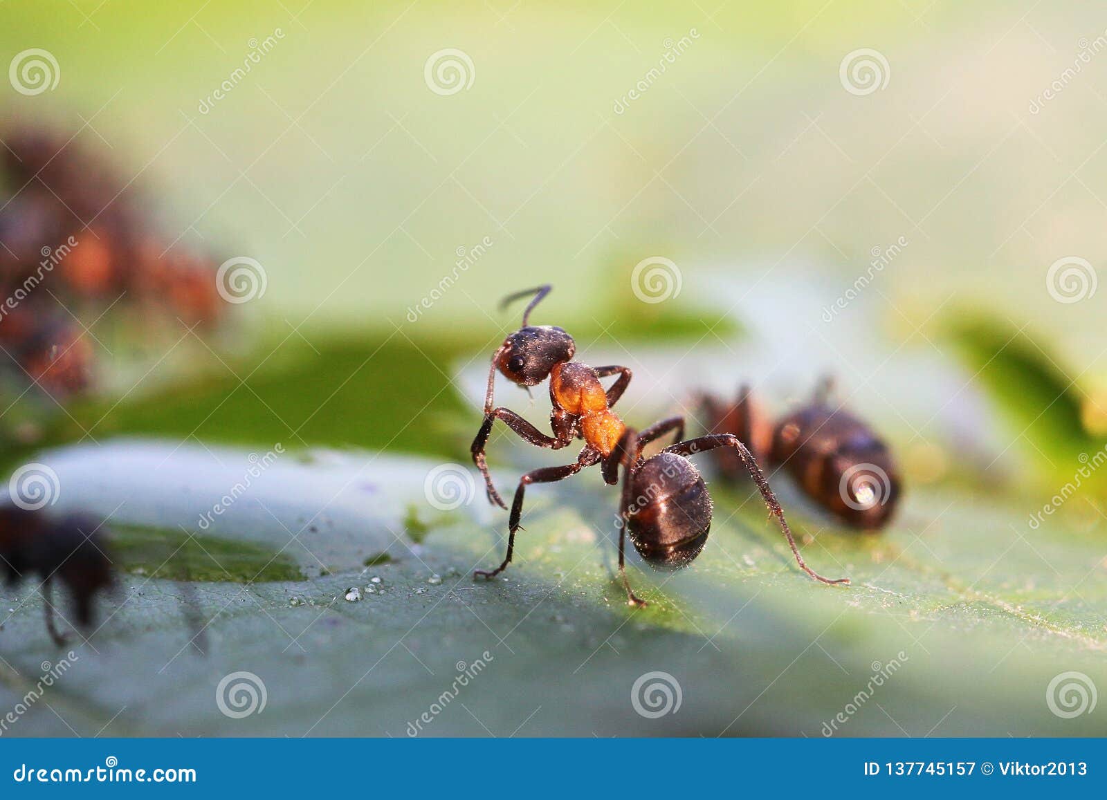 Ant stock image. Image of leaf, insect, garden, summer - 137745157