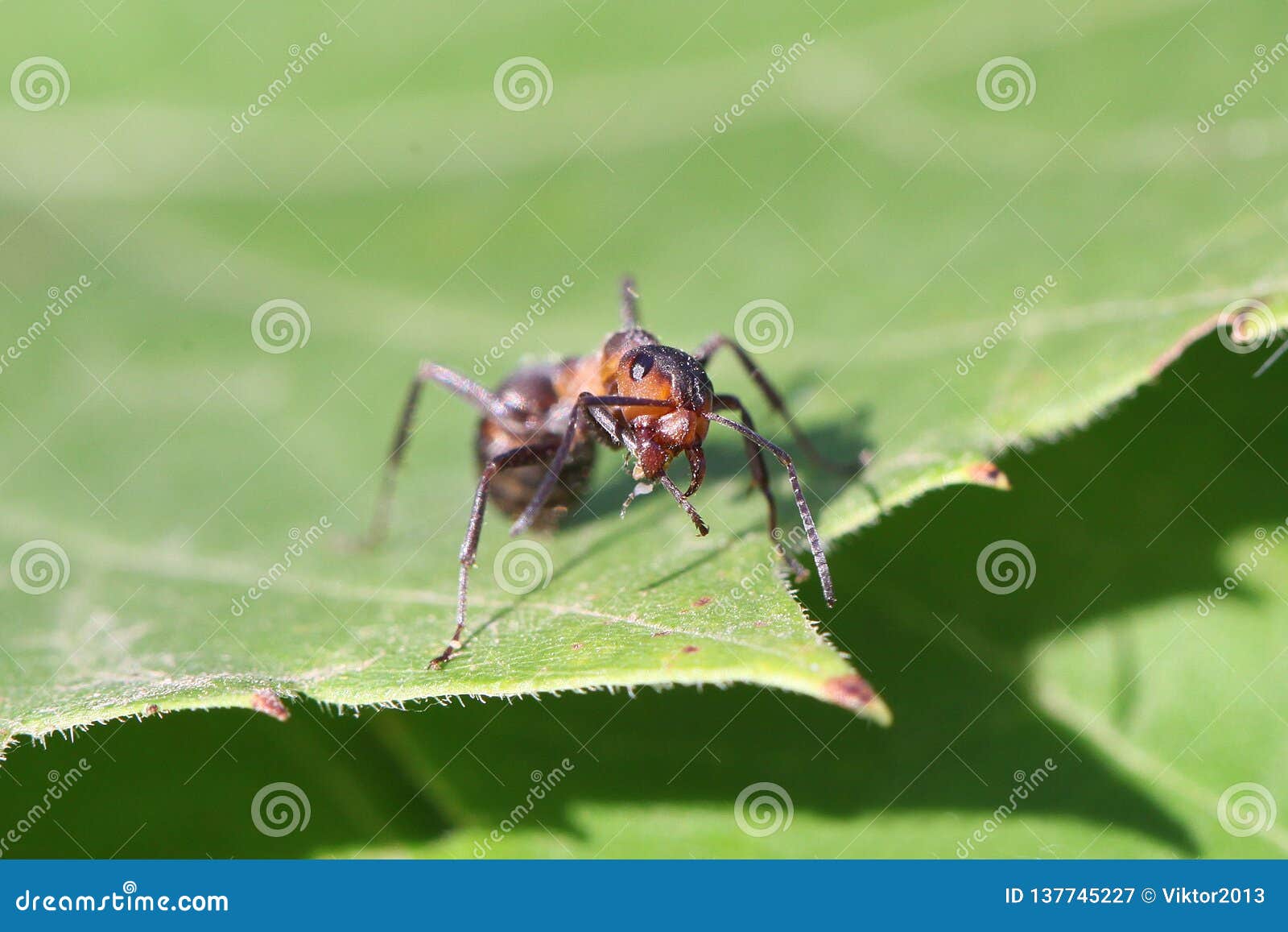 Ant stock image. Image of nature, wild, wildlife, leaf - 137745227
