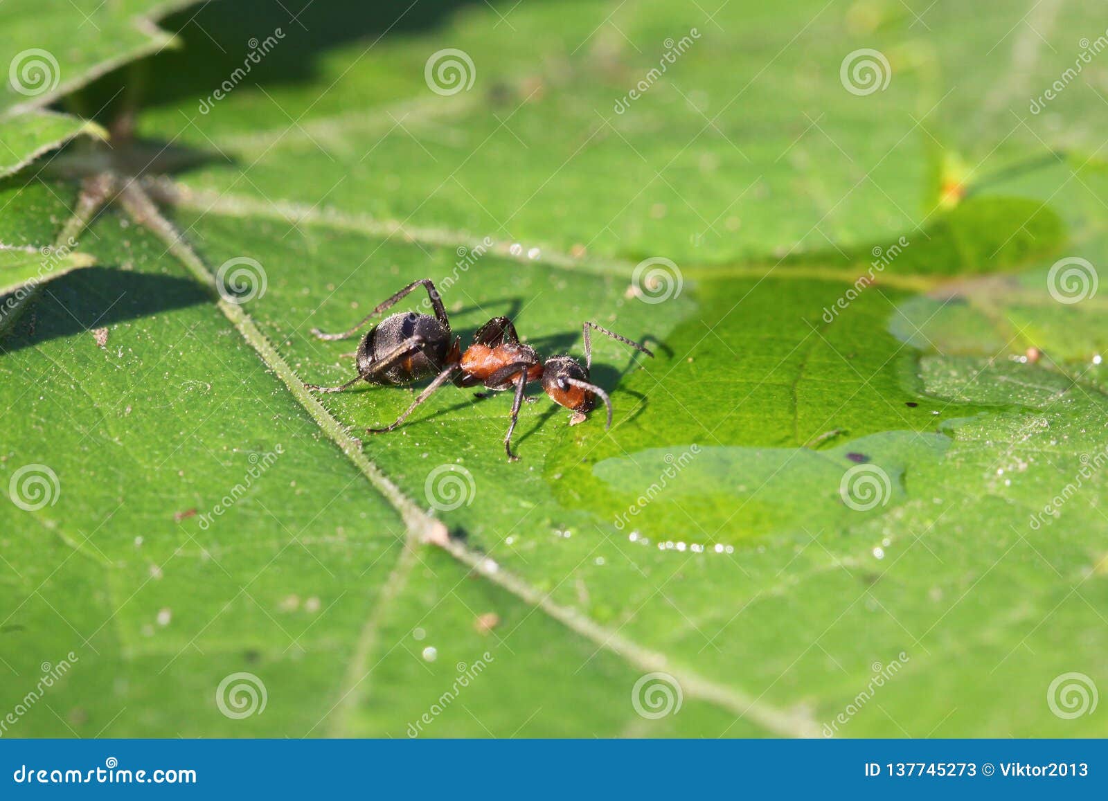 Ant stock image. Image of nature, walk, forest, natural - 137745273