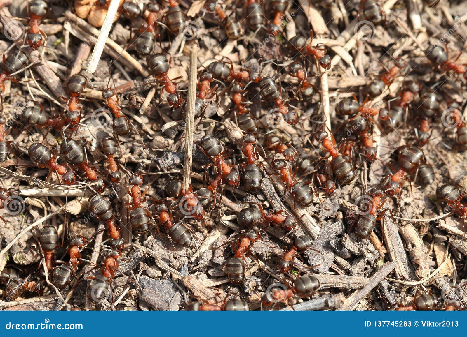 Ant stock image. Image of walk, garden, wildlife, wild - 137745283
