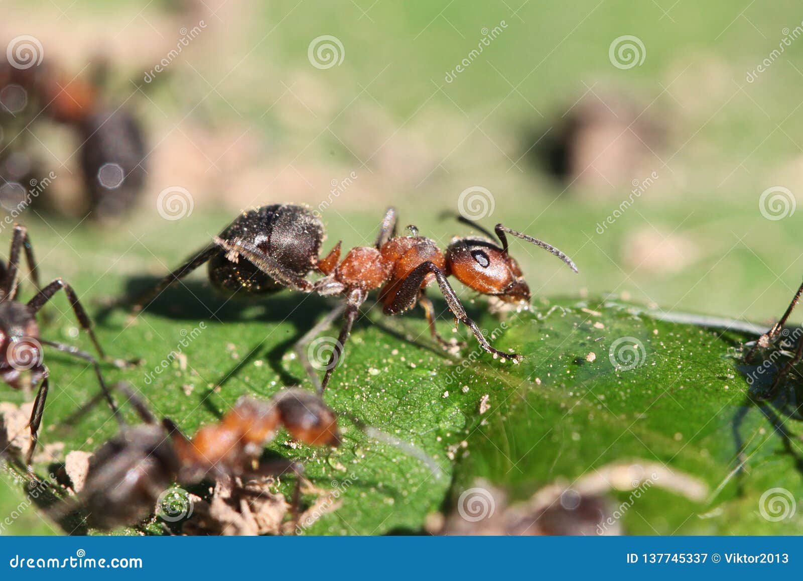 Ant stock image. Image of garden, wildlife, background - 137745337