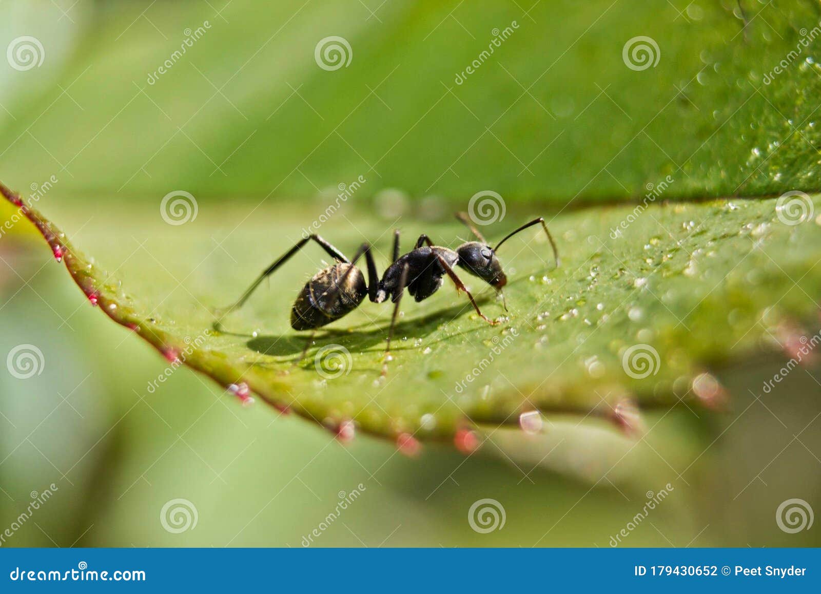 Ant closeup on rose leaf stock photo. Image of nature - 179430652