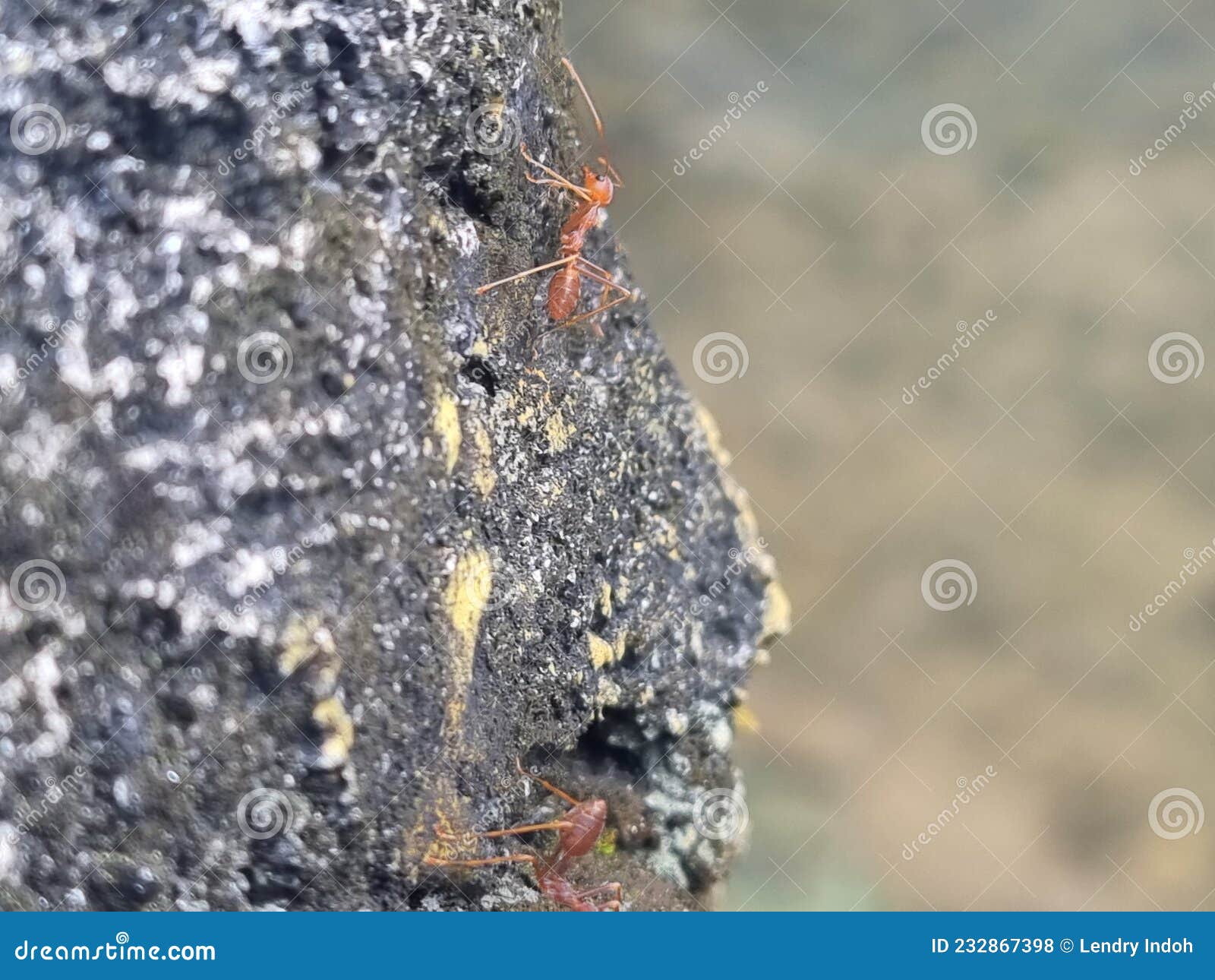 Ant closeup zoom, red ants stock photo. Image of zoom - 232867398