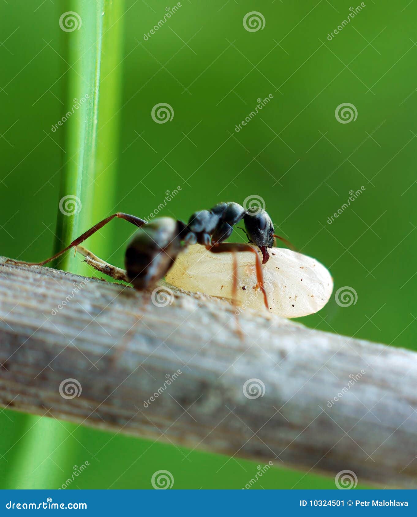 Ant with cocoon stock image. Image of nursing, protect - 10324501