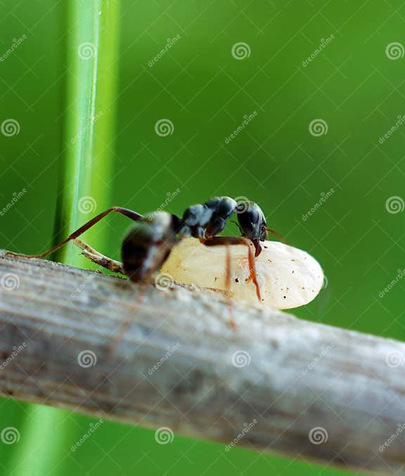 Ant with cocoon stock image. Image of nursing, protect - 10324501