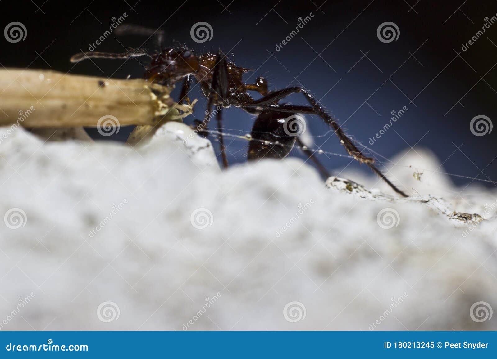 Collecting Spider With Pins. Collection Of Insects. Rare Collection Of ...