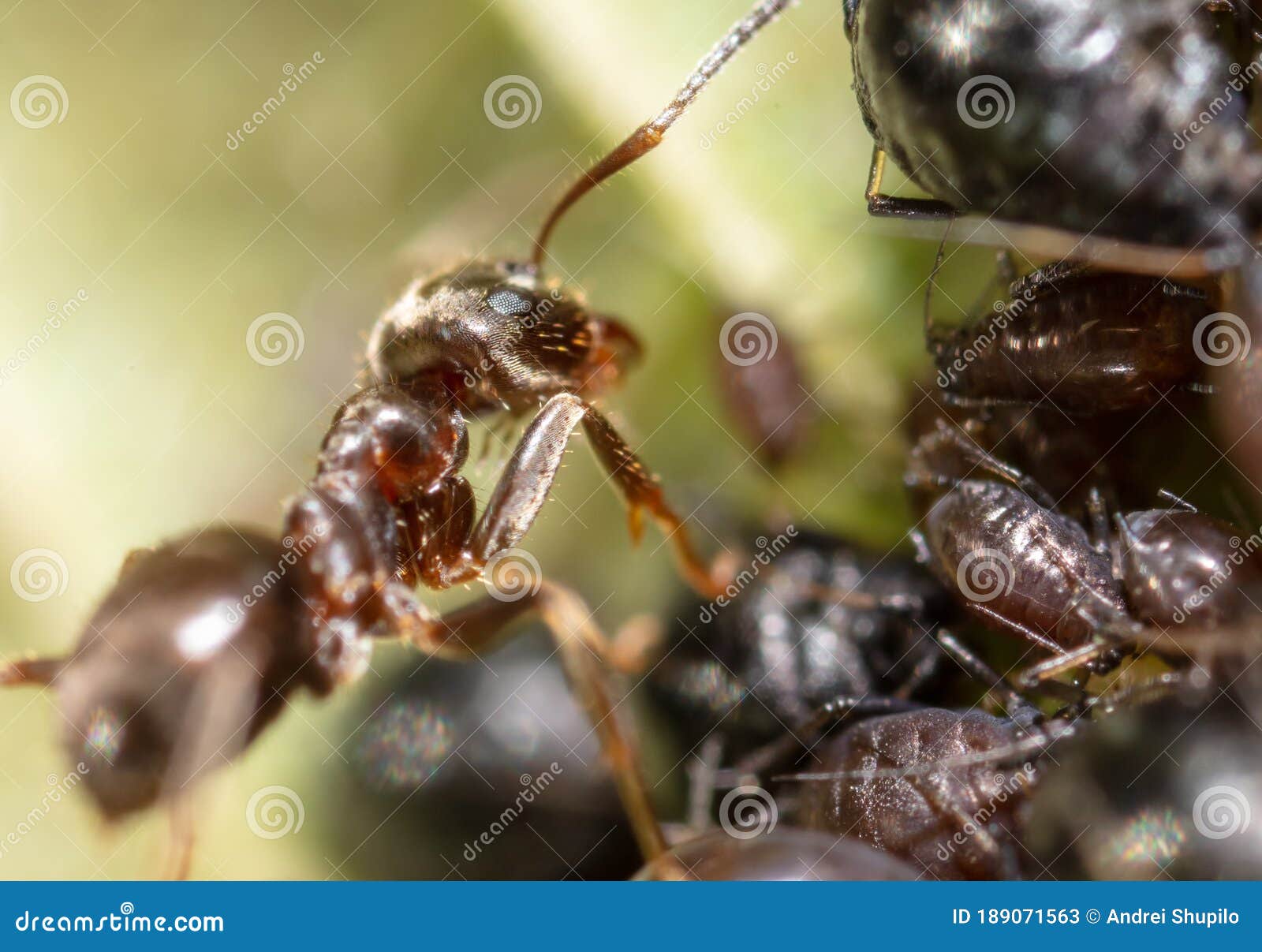 Ant Collects Milk on Aphids in Nature Stock Image - Image of aphids ...