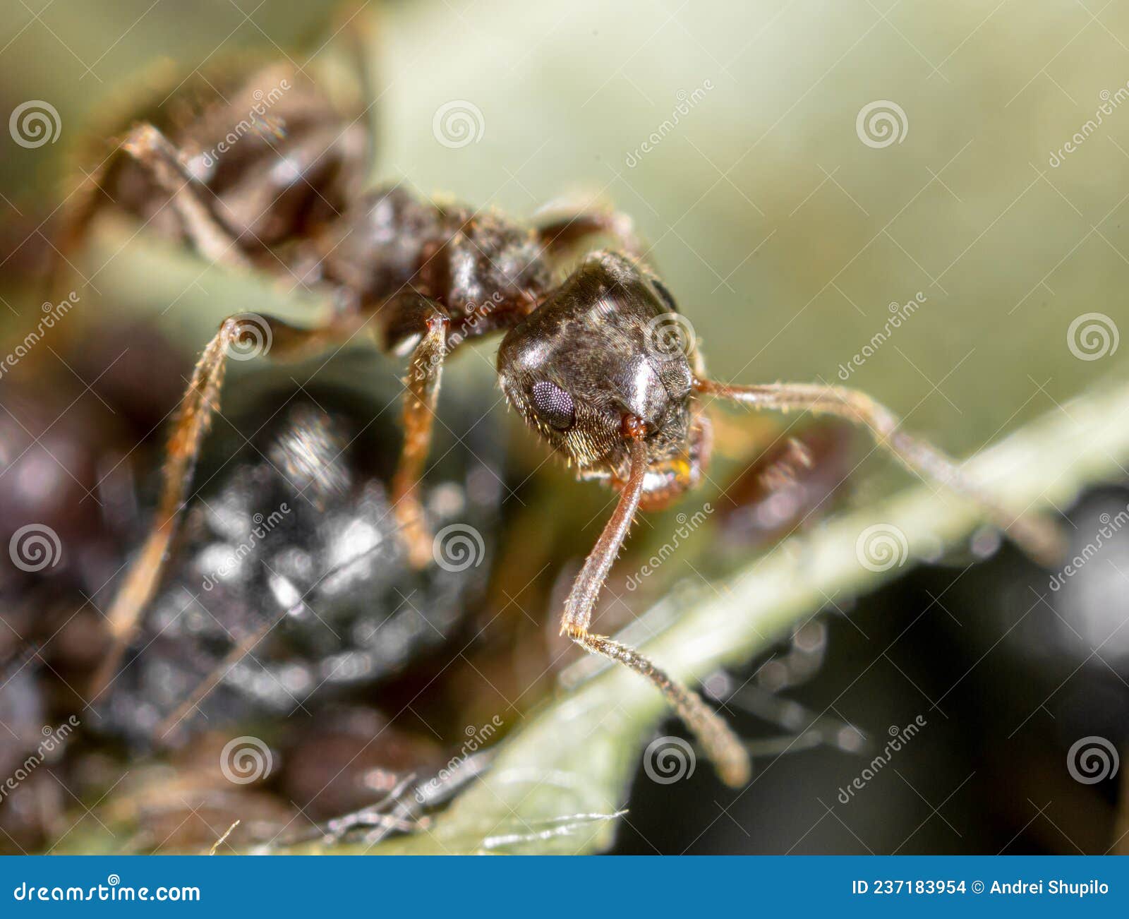 Ant Collects Milk on Aphids in Nature. Stock Photo - Image of green ...