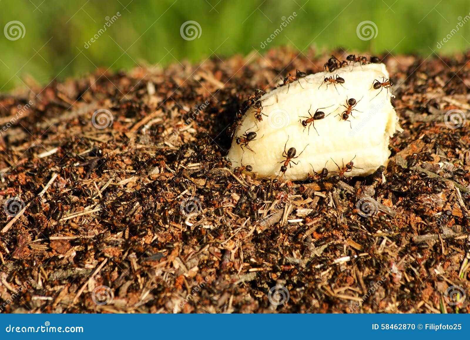 Ant colonies stock photo. Image of damage, feed, garden - 58462870