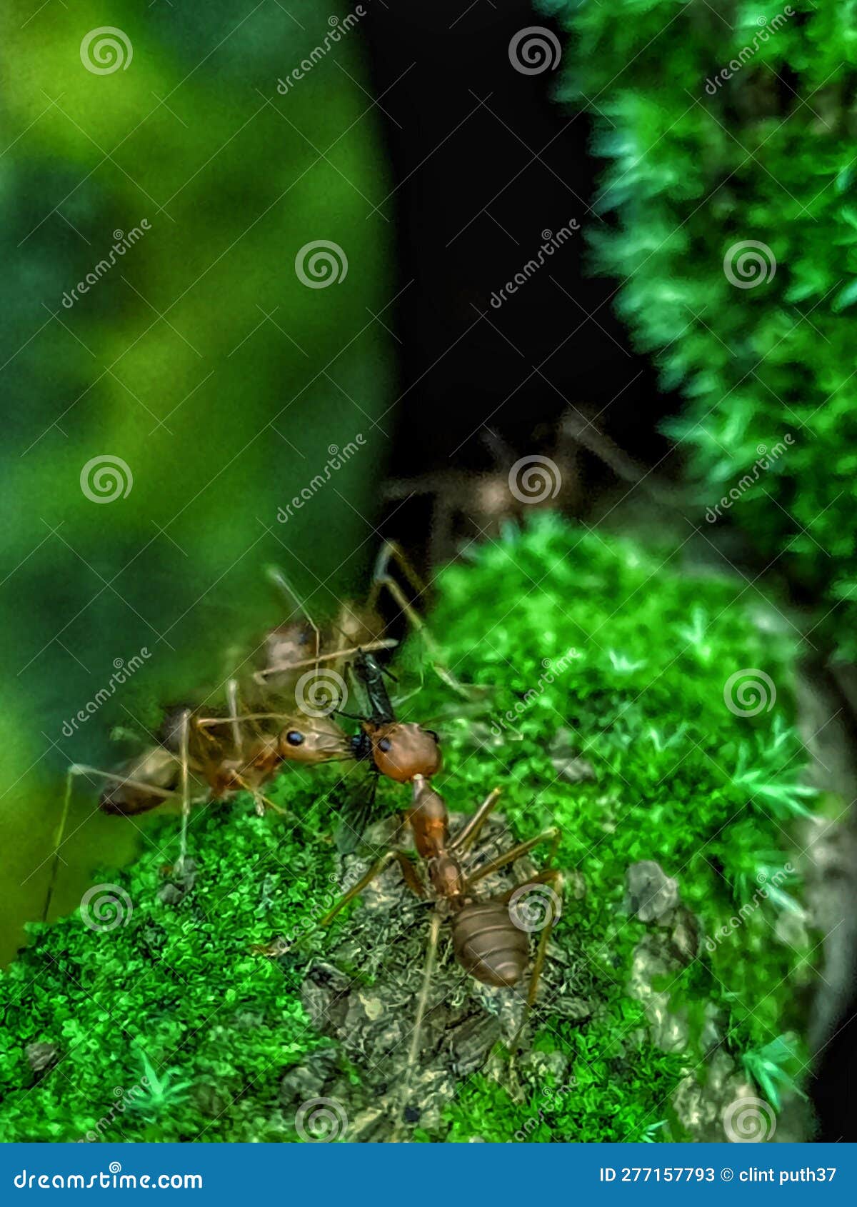 Ant Colonies Working for Their Needs Stock Image - Image of working ...