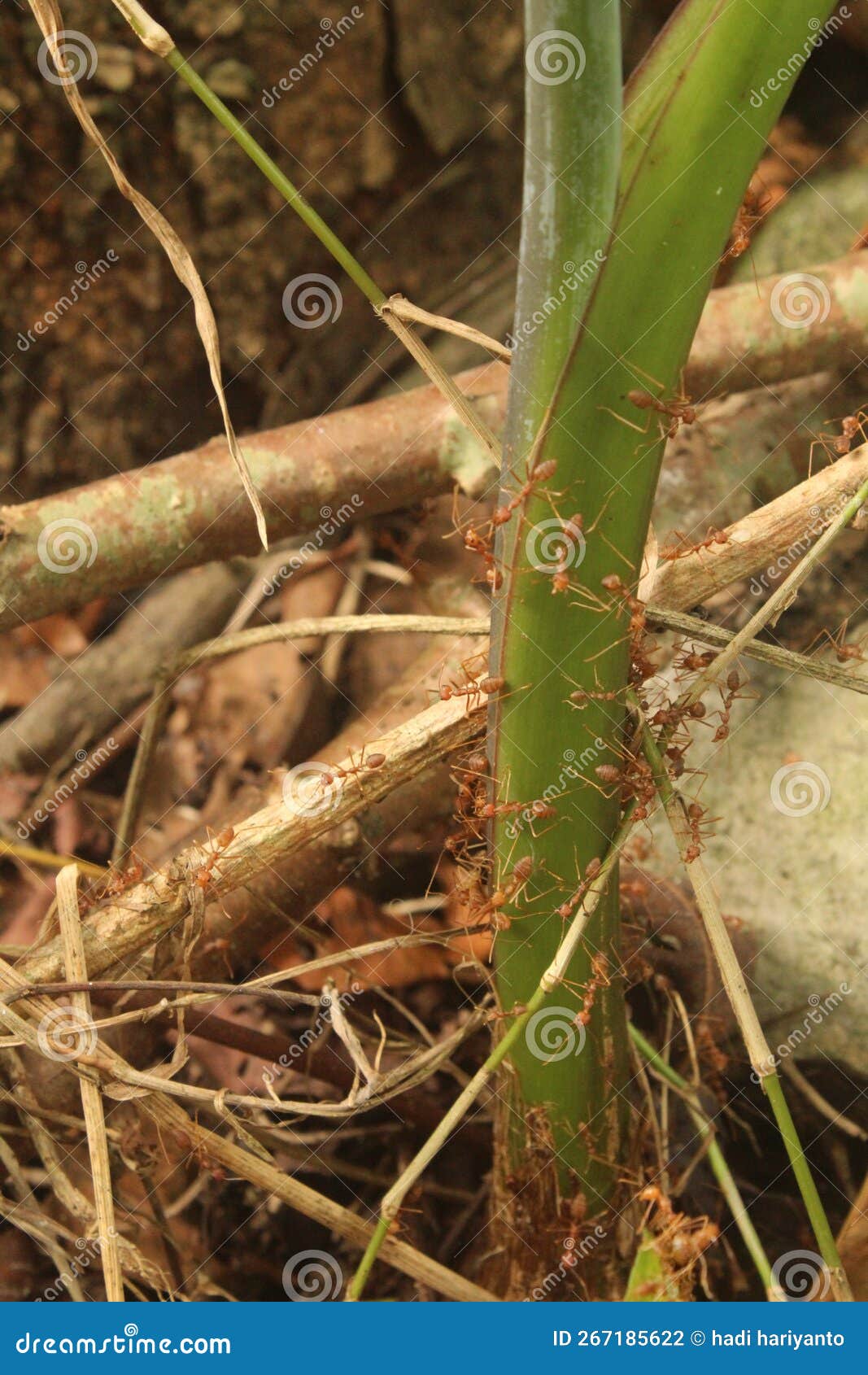 Ant Colonies are Working Together Stock Photo - Image of twig, cactus ...
