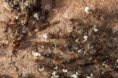 Ant colony stock photo. Image of close, alert, teamwork - 1011076