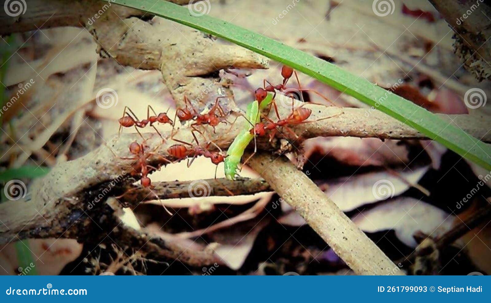 Ant Colony in the Bush stock image. Image of theants - 261799093