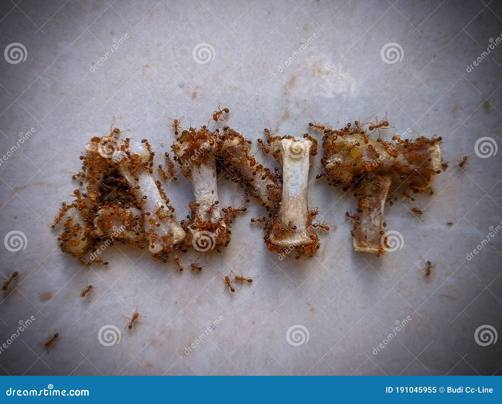 The Ant Colony and Chicken Bones Stock Image - Image of branch ...