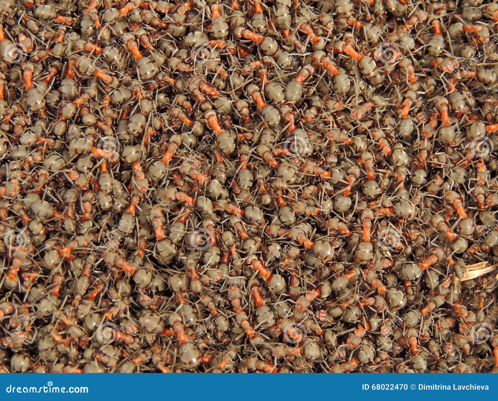 Ant Colony stock photo. Image of close, brown, formicary - 68022470