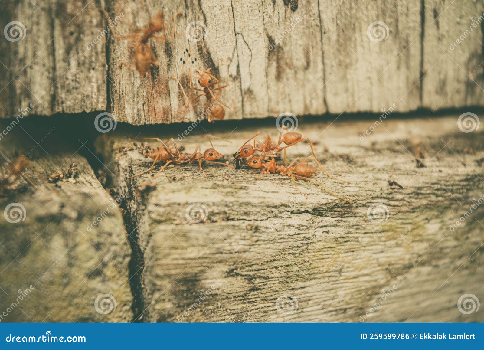 Ant Colony are Eating Some Food Stock Photo - Image of food, colony ...