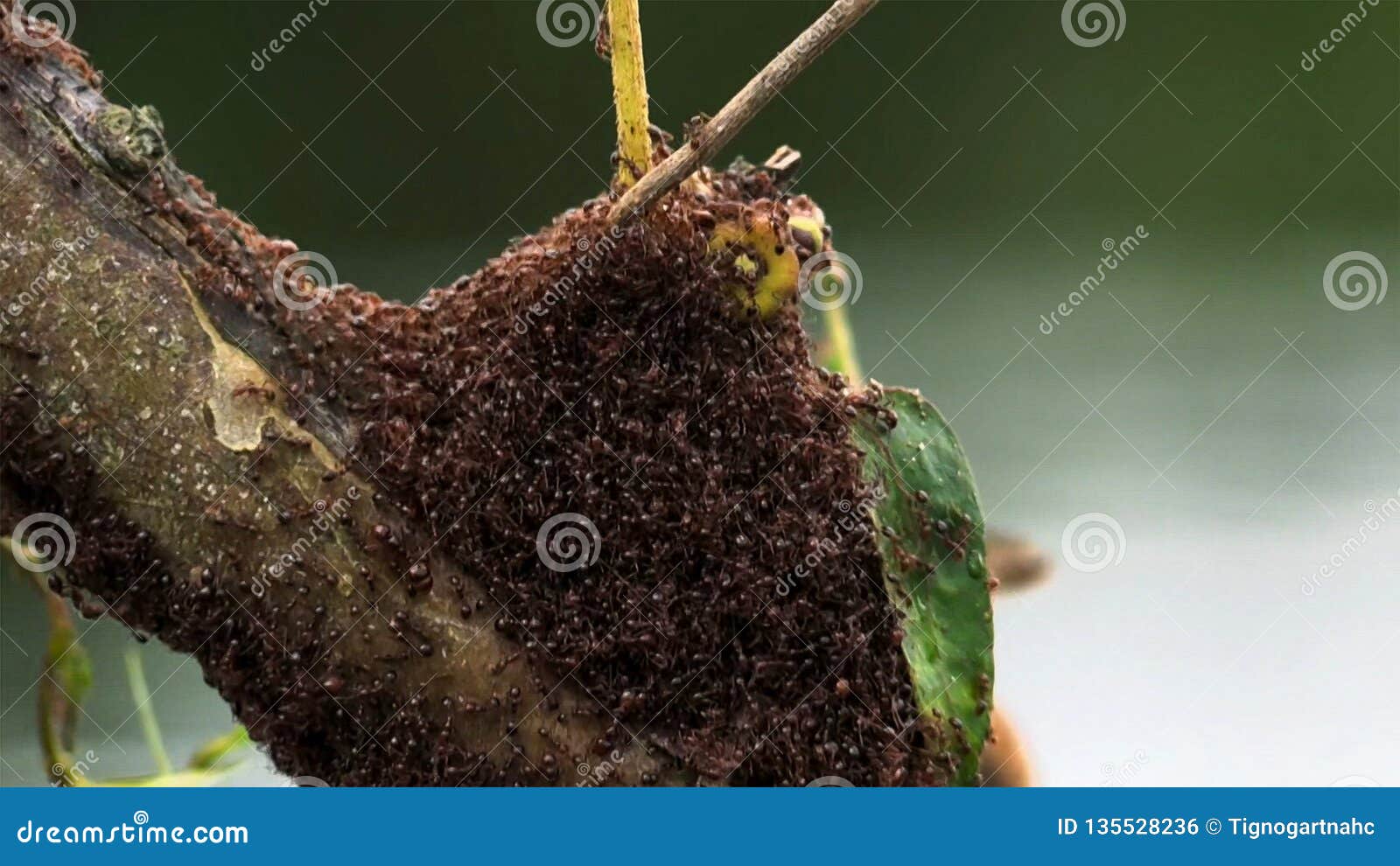 Ant Colony Escape from Flood on the Tree Stock Photo - Image of close ...