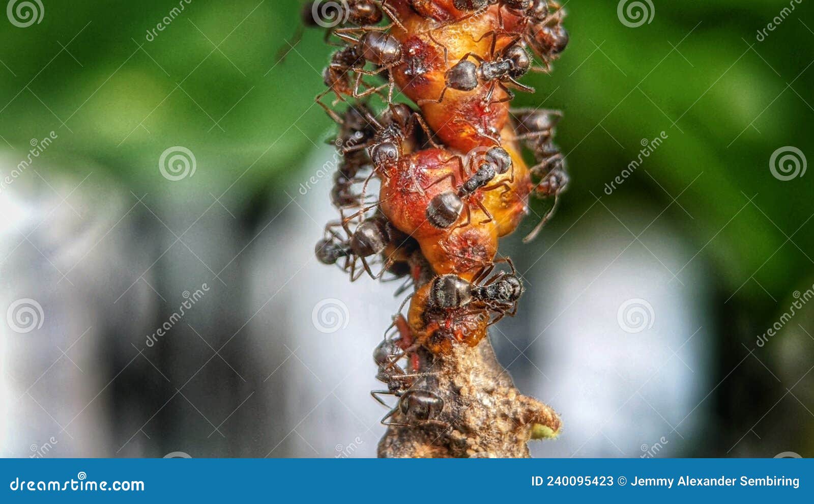 Ant Colony is Gathering Food on Tree Branches Stock Image - Image of ...