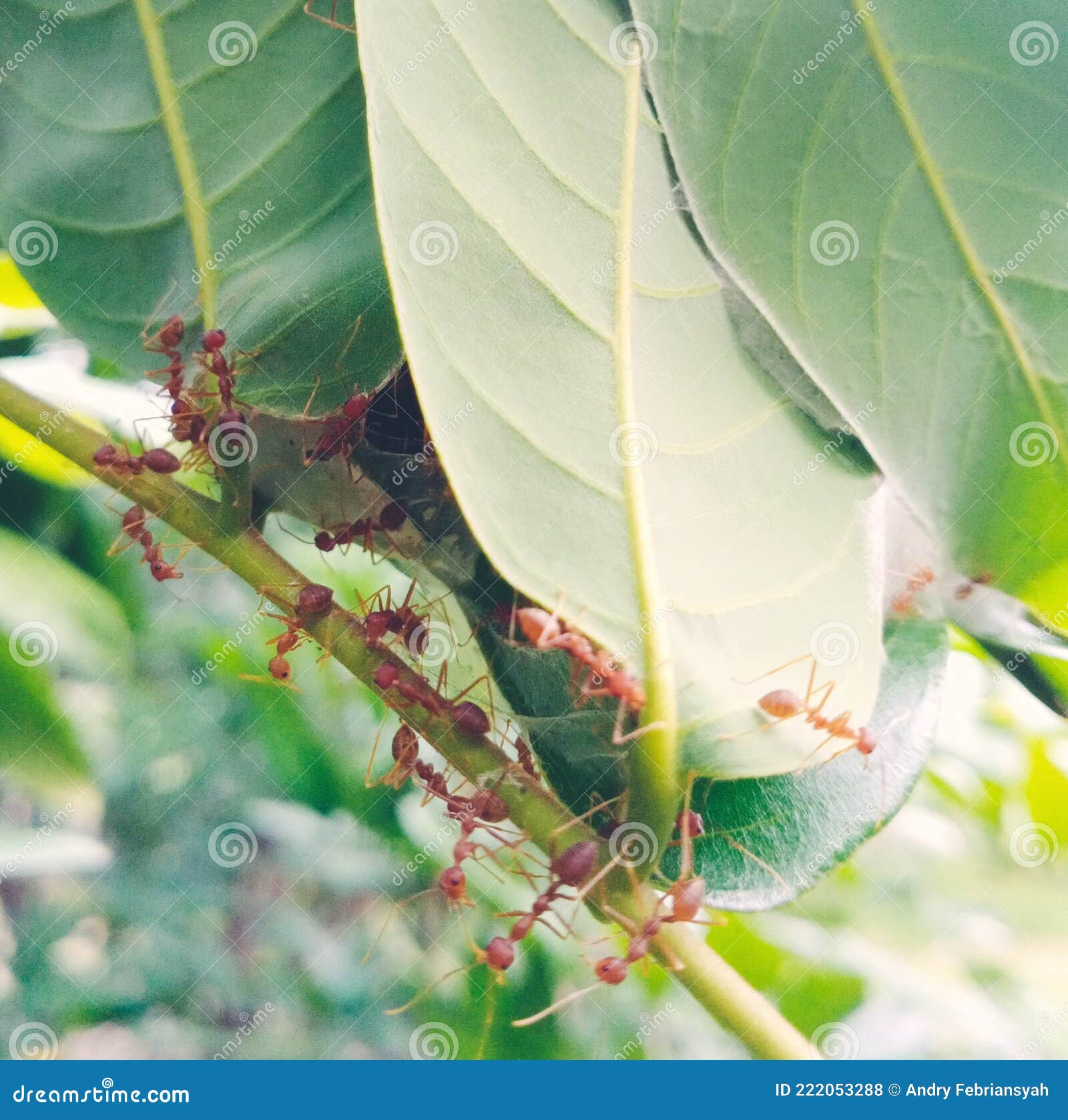 Ant colony green stock photo. Image of animal, tree - 222053288