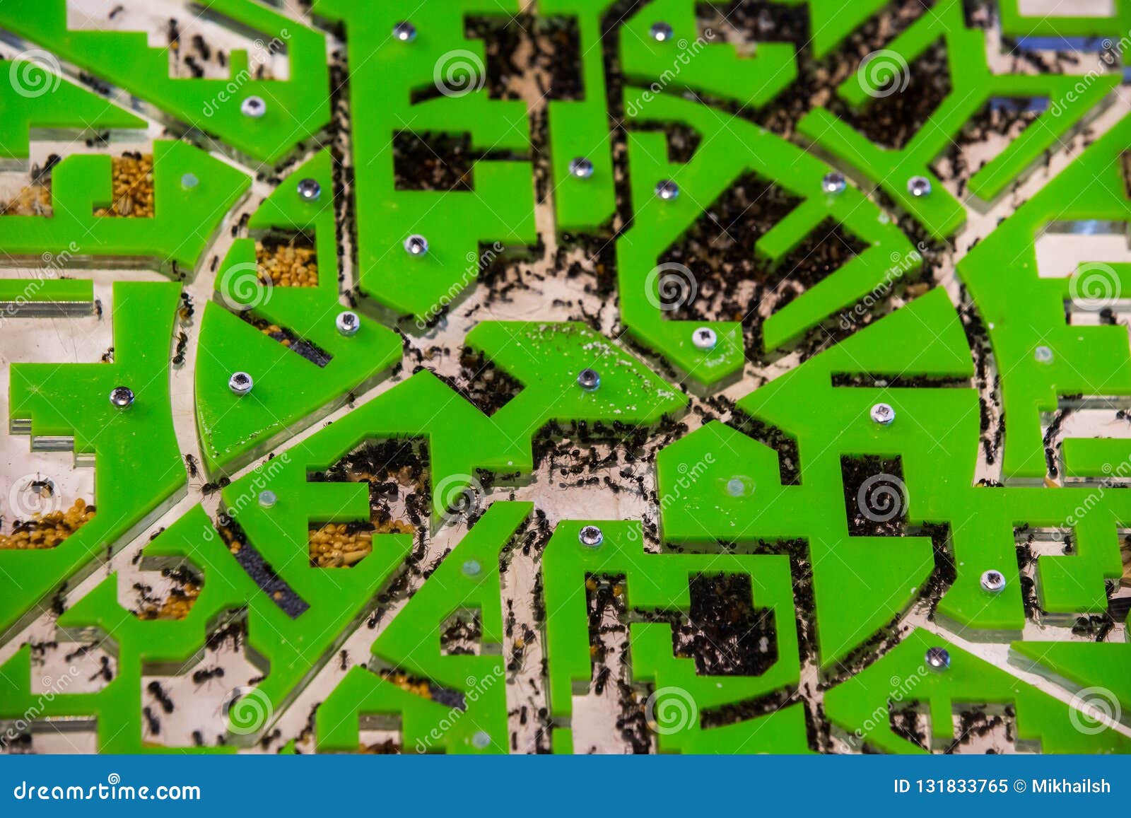 Ant farm colony stock image. Image of home, anthill - 131833765