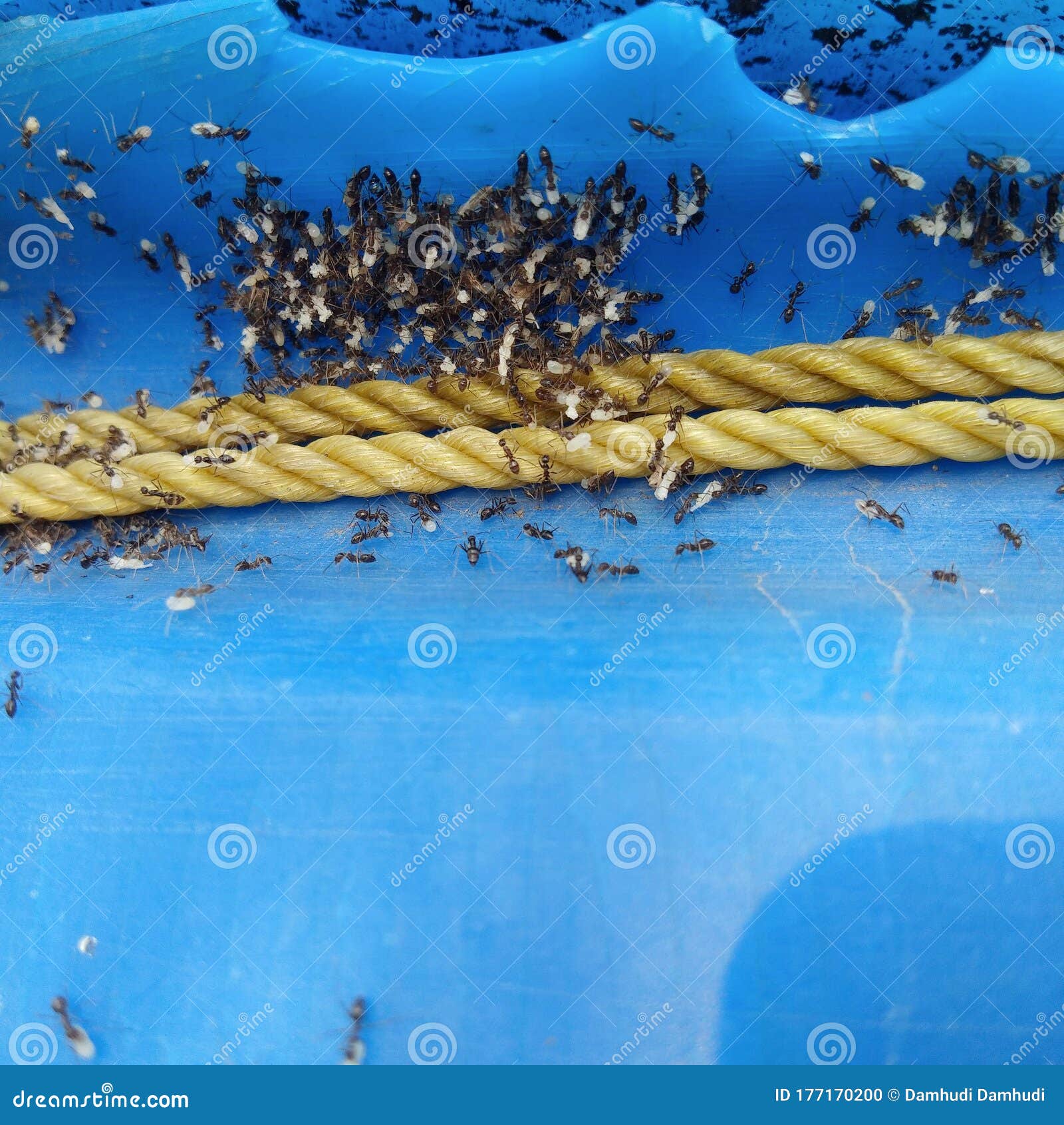 Ant colony move from nest stock photo. Image of move - 177170200