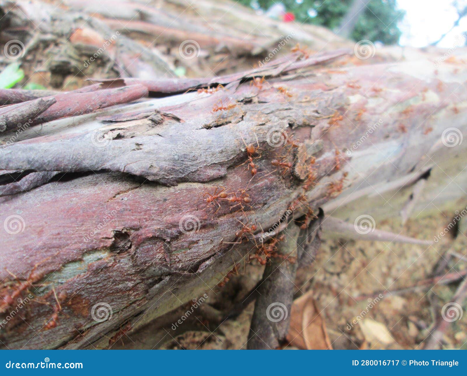 Ant Colony stock image. Image of environment, colony - 280016717