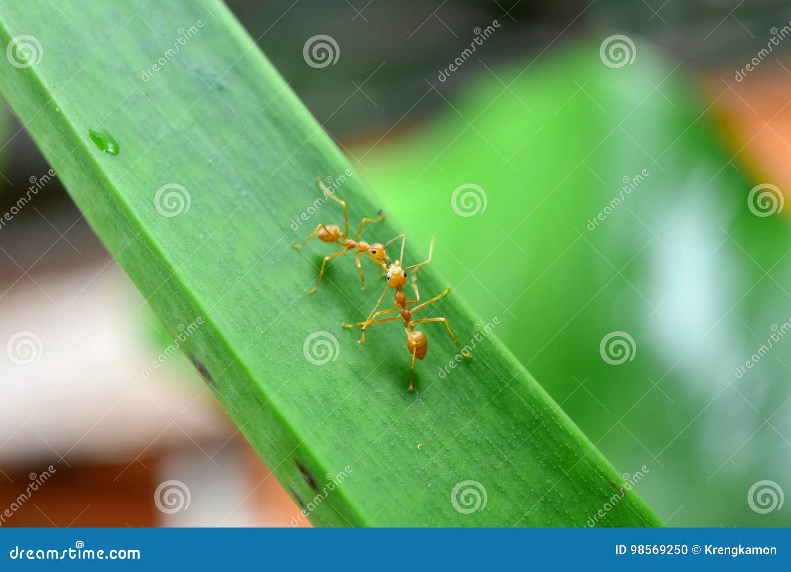 Ant communication stock photo. Image of wildlife, work - 98569250