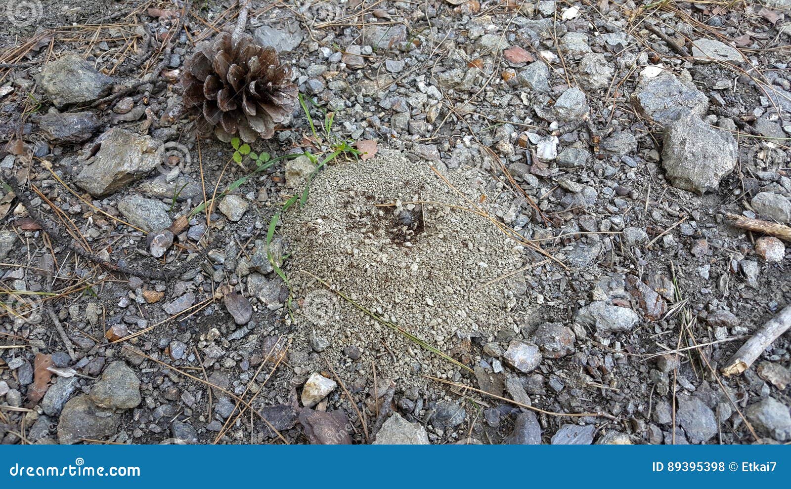 Ant and cone stock photo. Image of cone, cooperation - 89395398