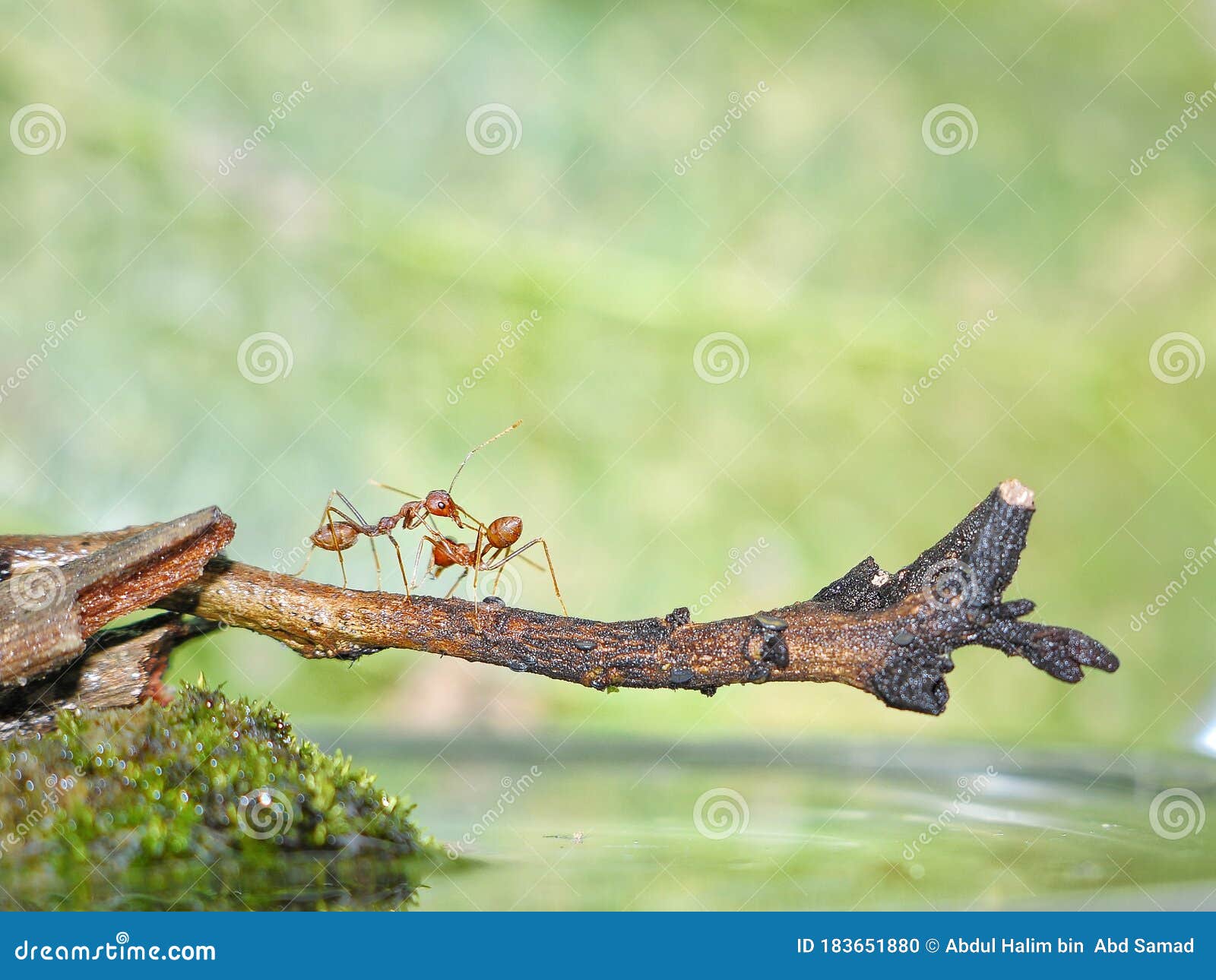 Ant couple stock photo. Image of macro, couple, nature - 183651880