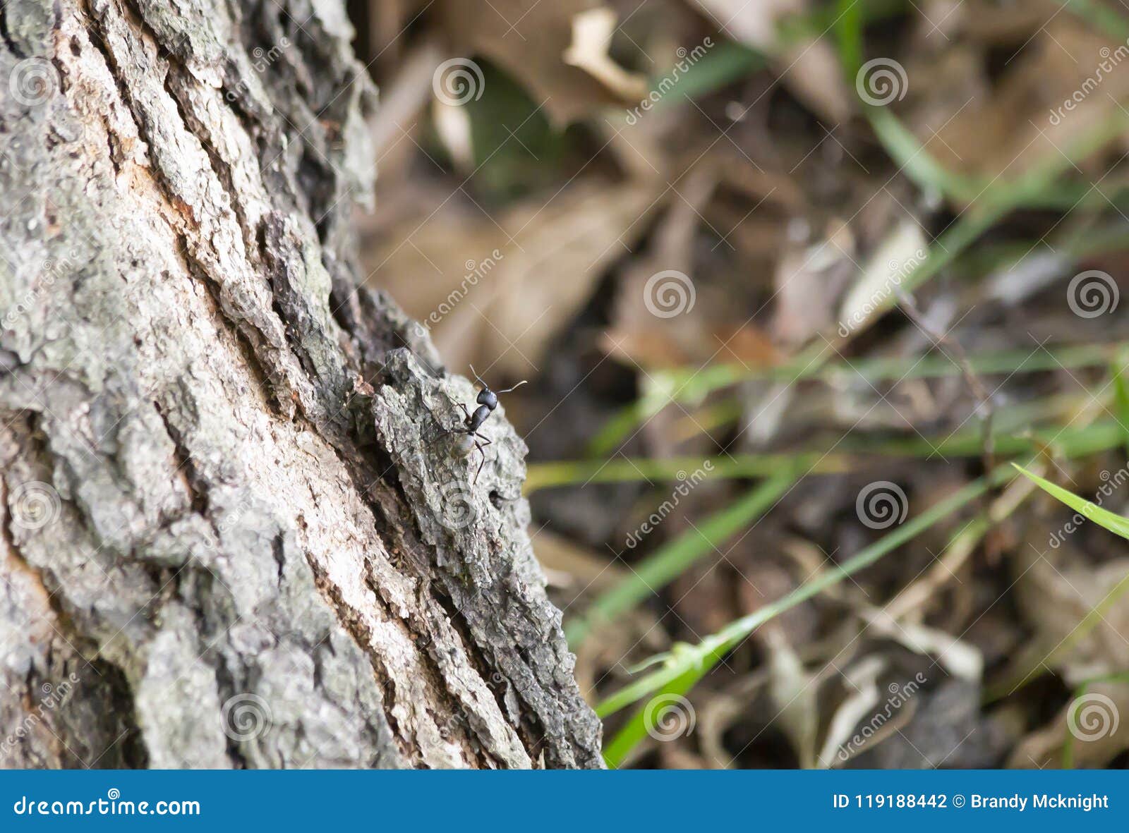 Ant Crawling along a Tree stock photo. Image of crawl - 119188442