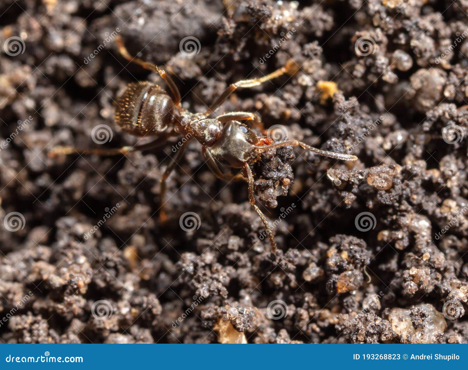 Ant crawling on the ground stock image. Image of pest - 193268823