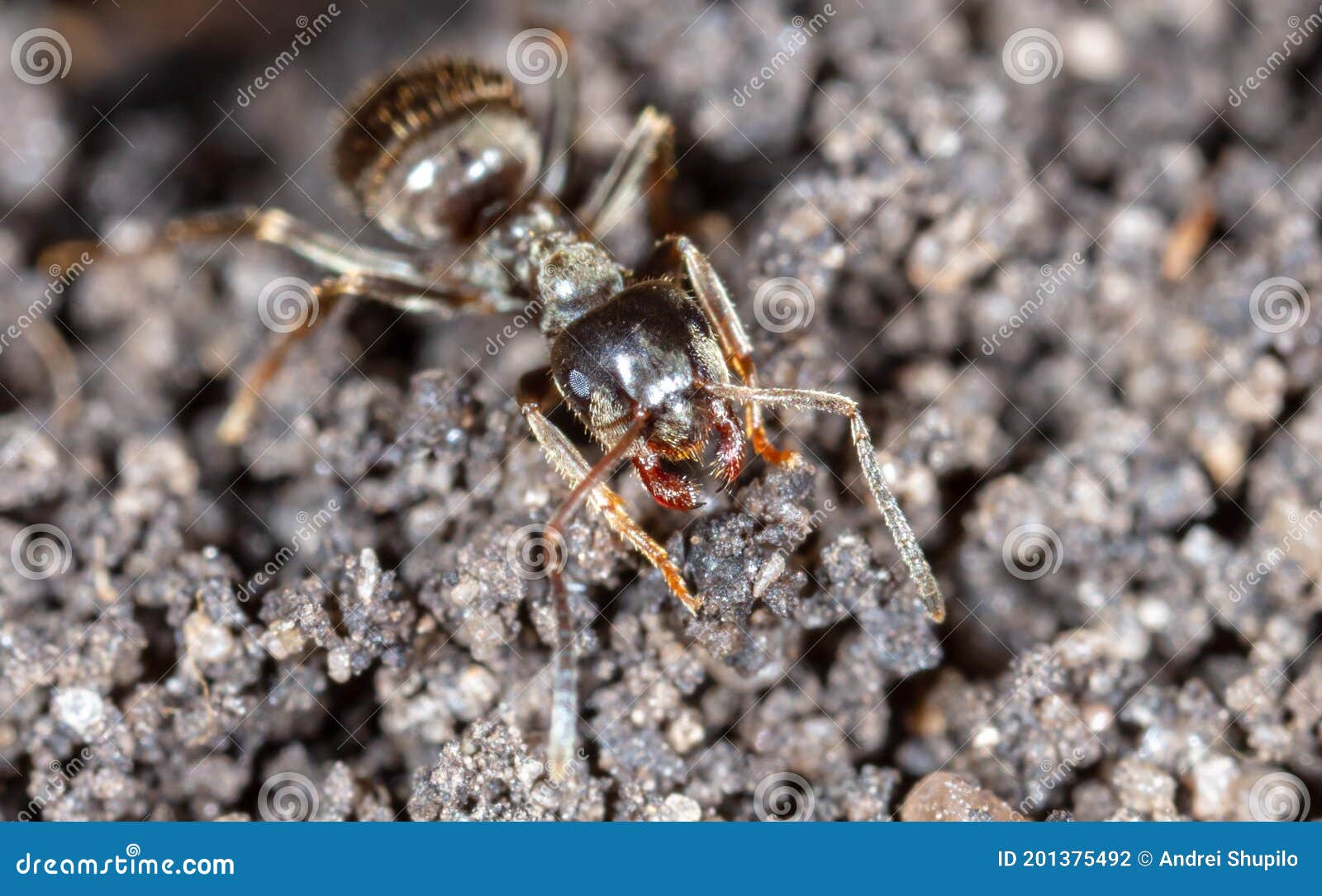 Ant crawling on the ground stock photo. Image of insect - 201375492