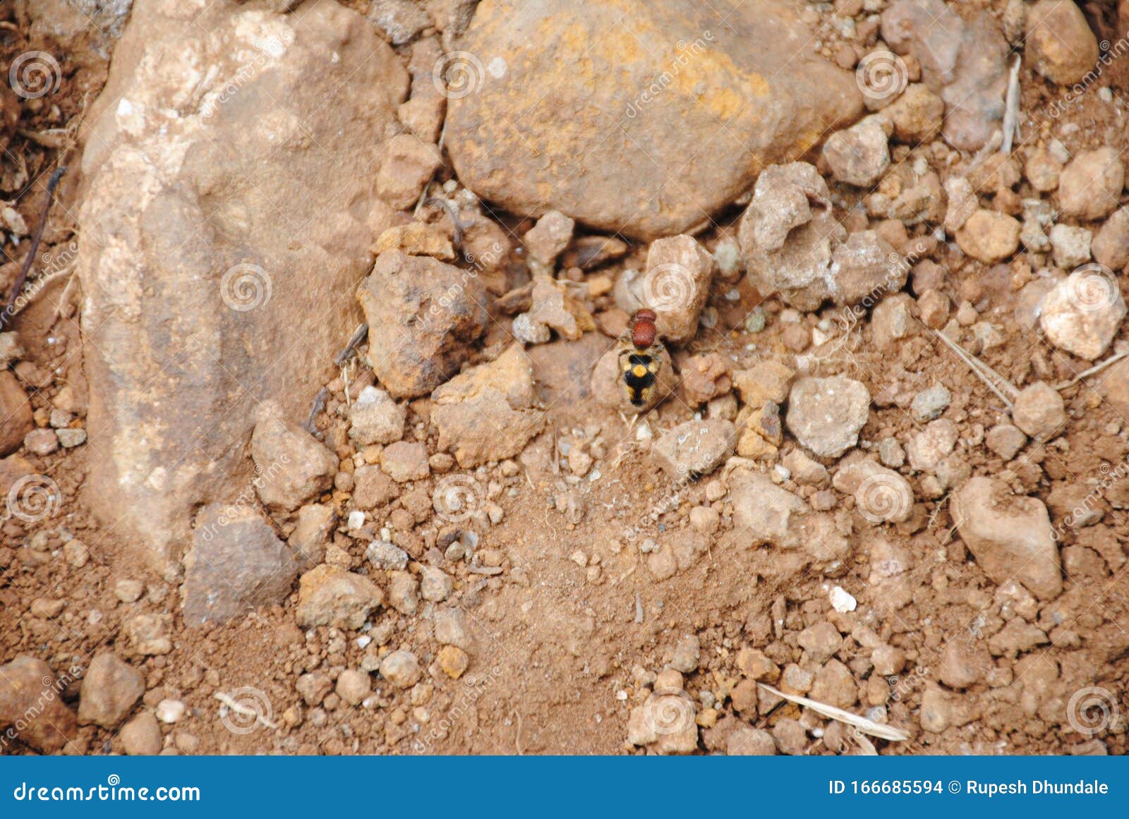 Ant Crawling on Rock and Soil Stock Photo - Image of forest, unique ...