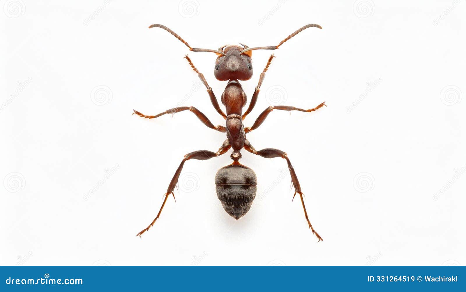 Ant Crawling on a Surface editorial stock image. Illustration of legs ...