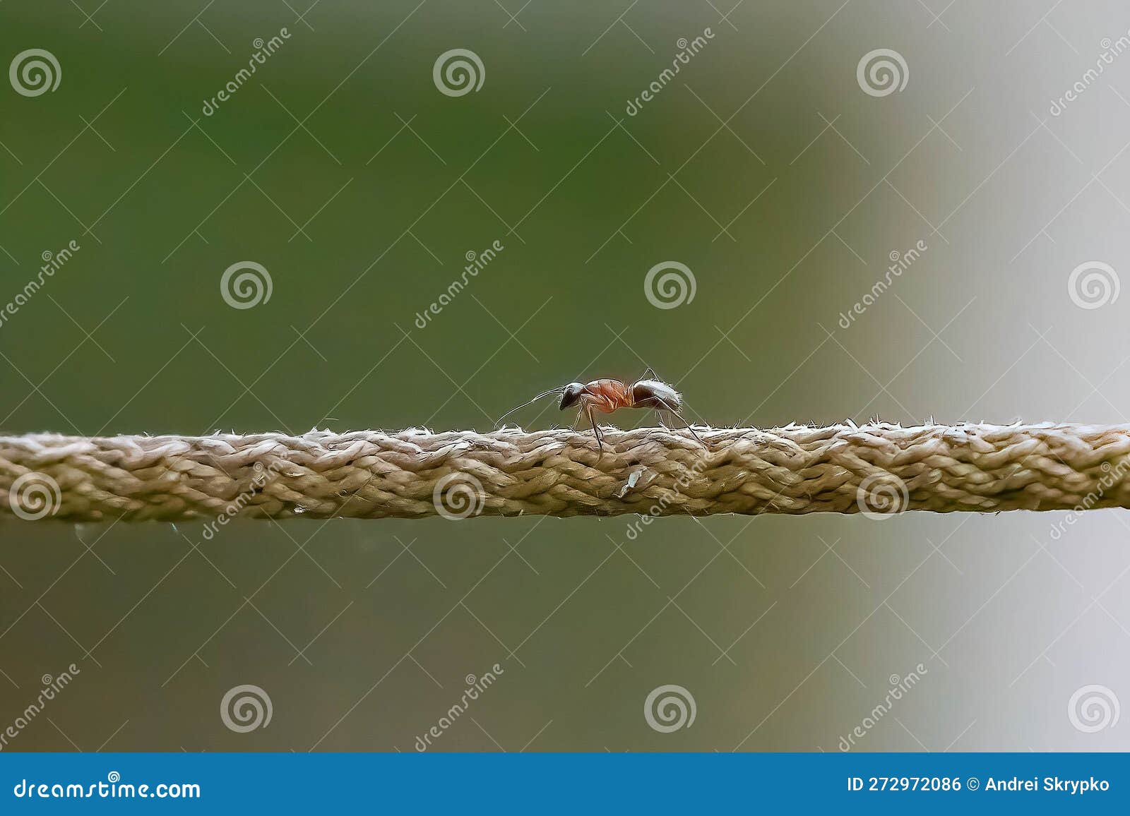 An Ant Crawls on a Clothesline Stock Photo - Image of wood, insect ...