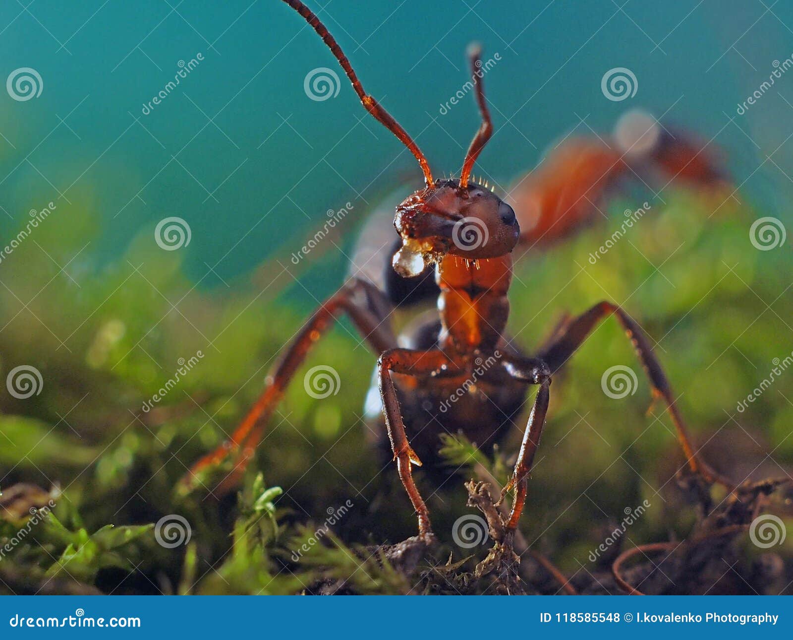 The Ant is Standing on the Grass Stock Photo - Image of crawls, world ...