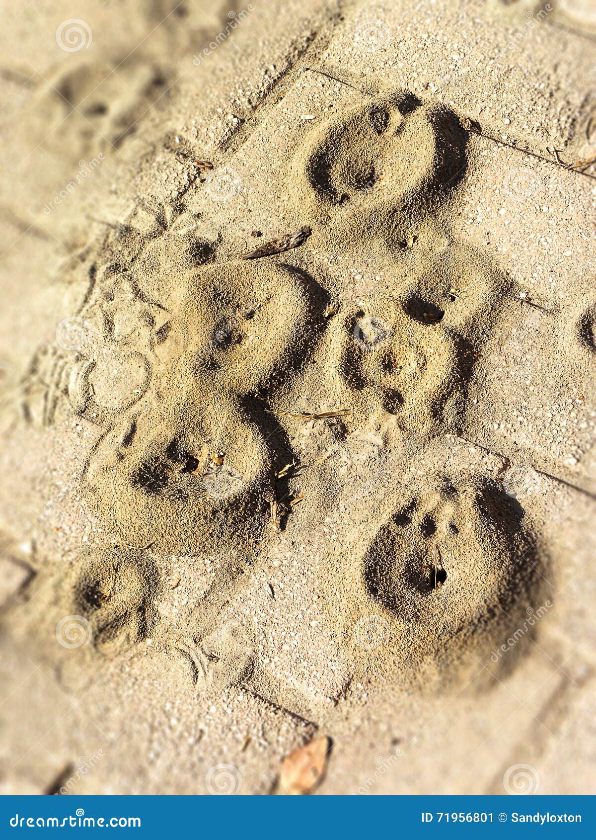 Ant crop circles stock image. Image of colonies, ants - 71956801