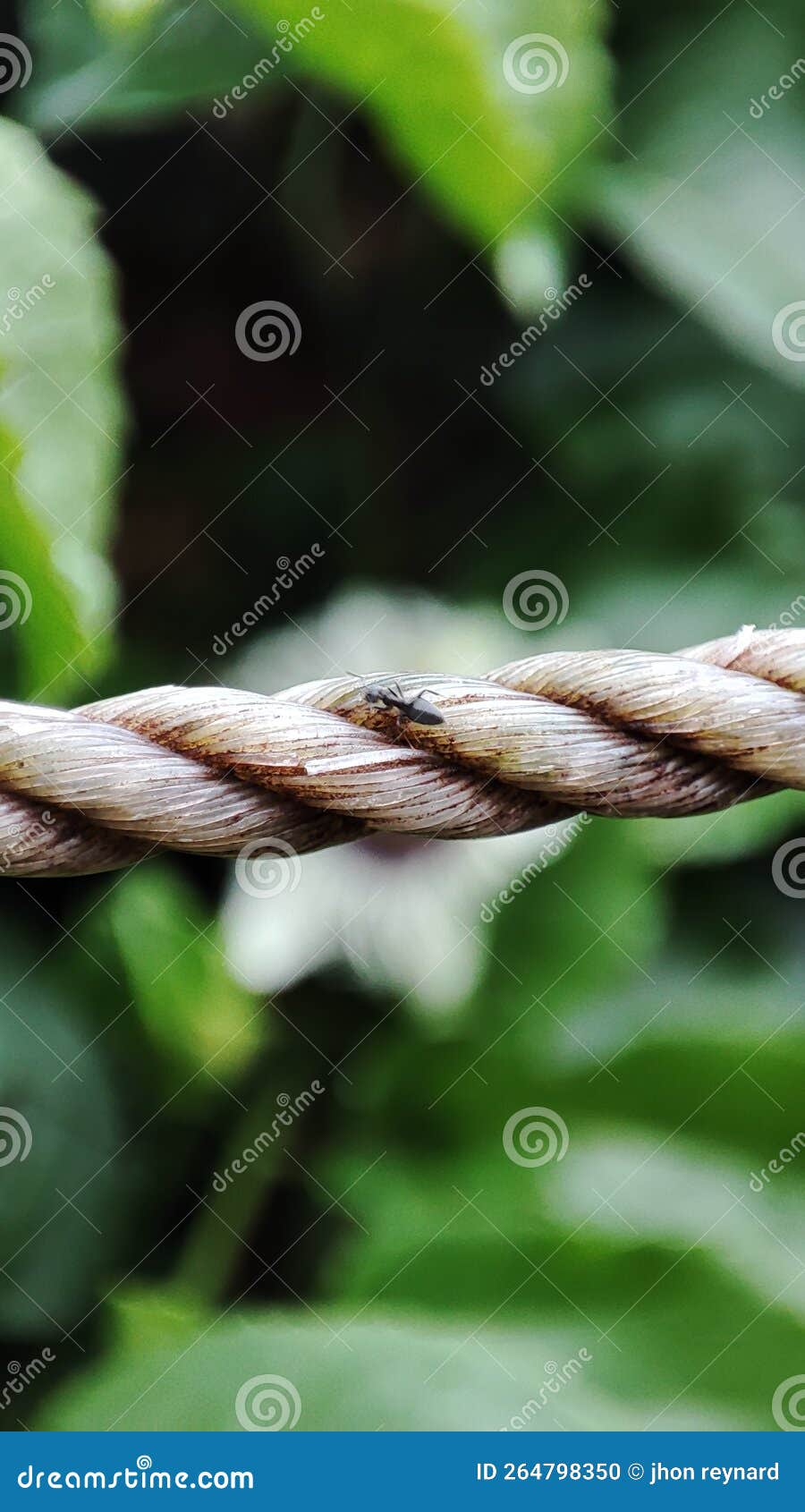 Ant crossing the rope stock photo. Image of working - 264798350