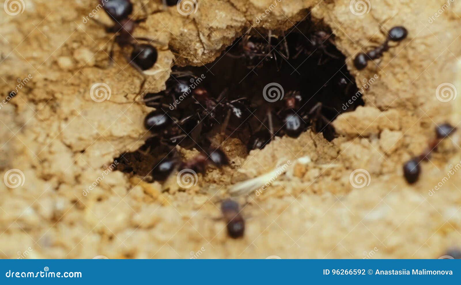 An Ant is Digging an Anthill in the Ground. Stock Footage - Video of ...