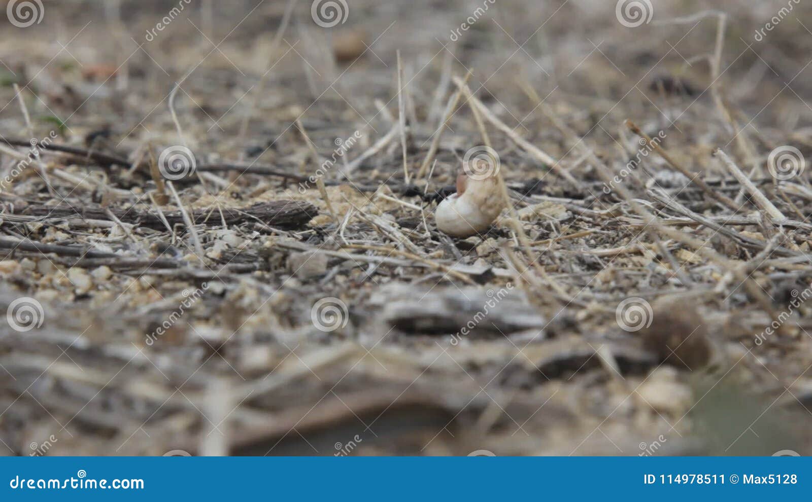Ant drags snail shell stock video. Video of closeup - 114978511