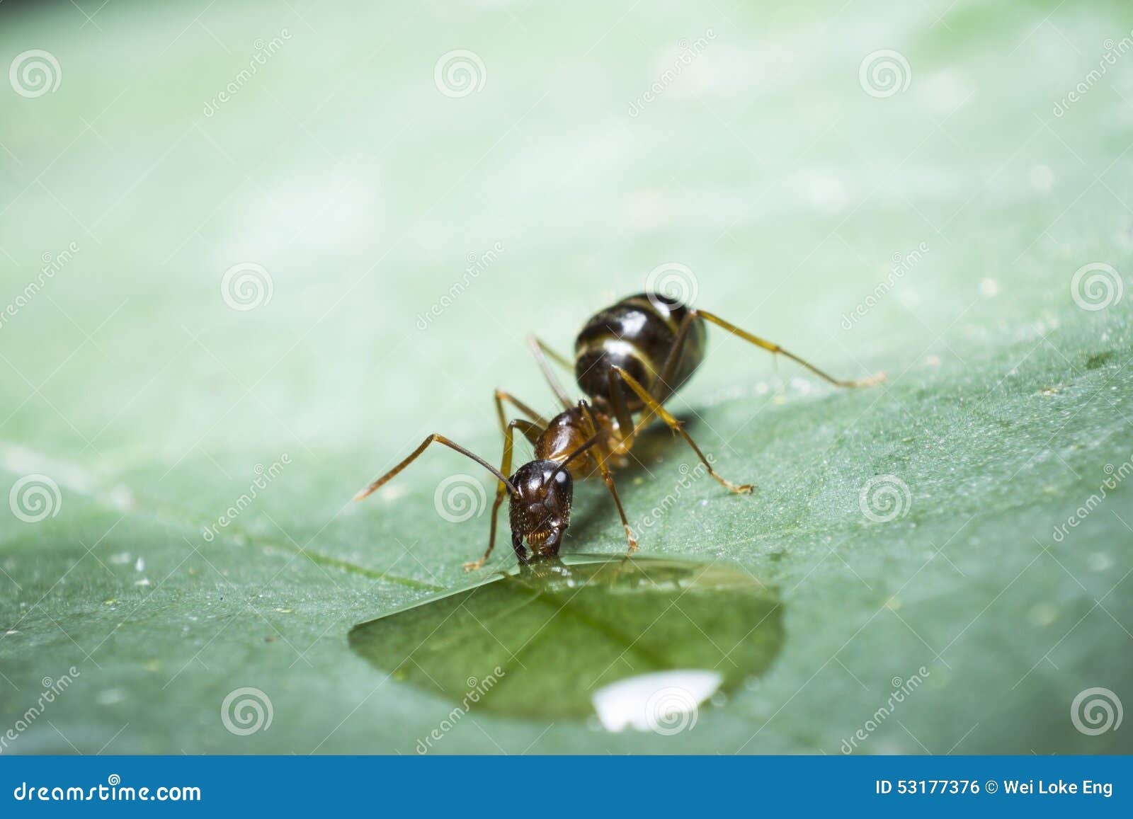 Ant drinking stock photo. Image of dark, garden, nature - 53177376