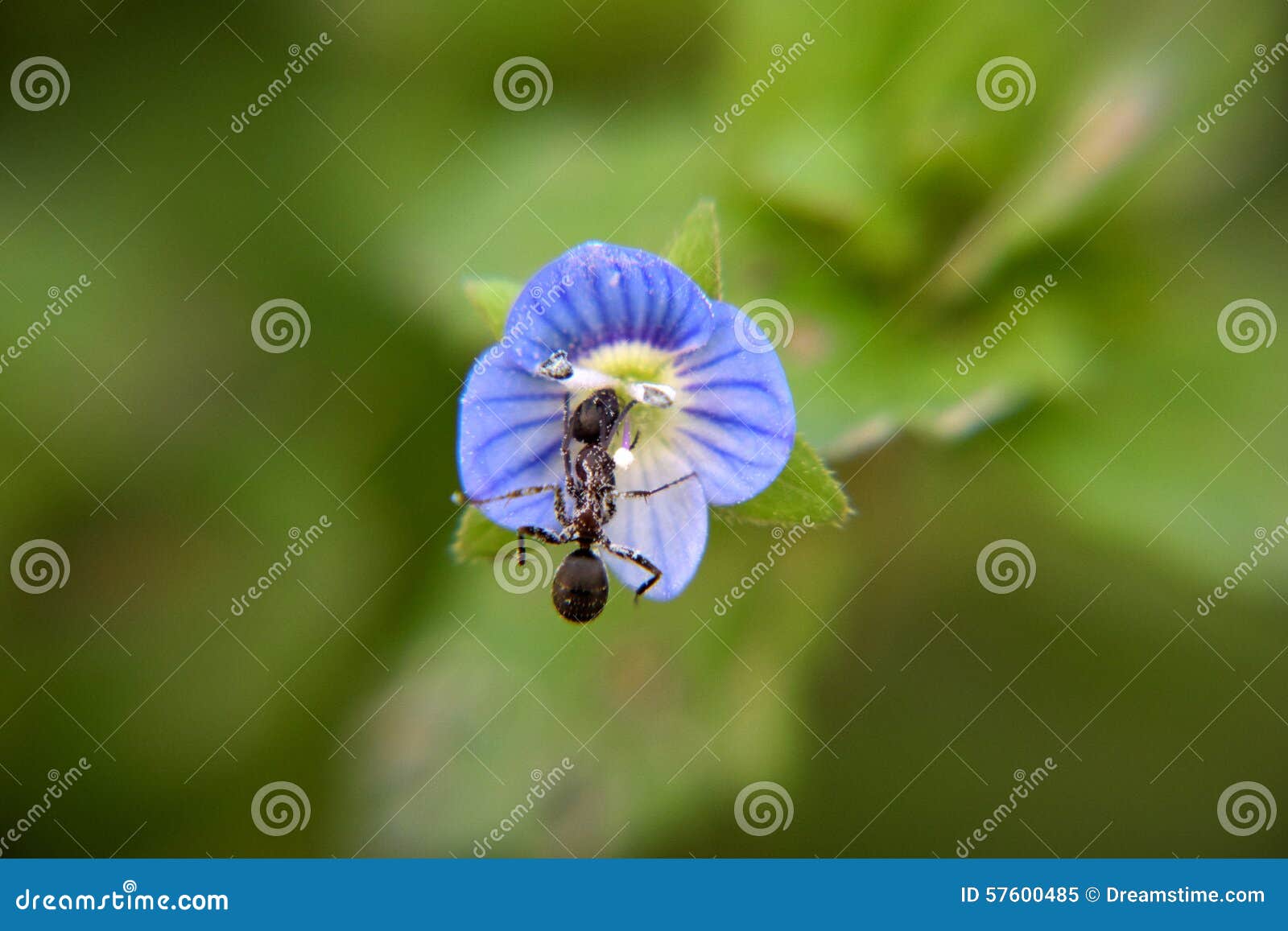 Ant is Drinking Nectar from Flower Stock Image - Image of copy, nature ...