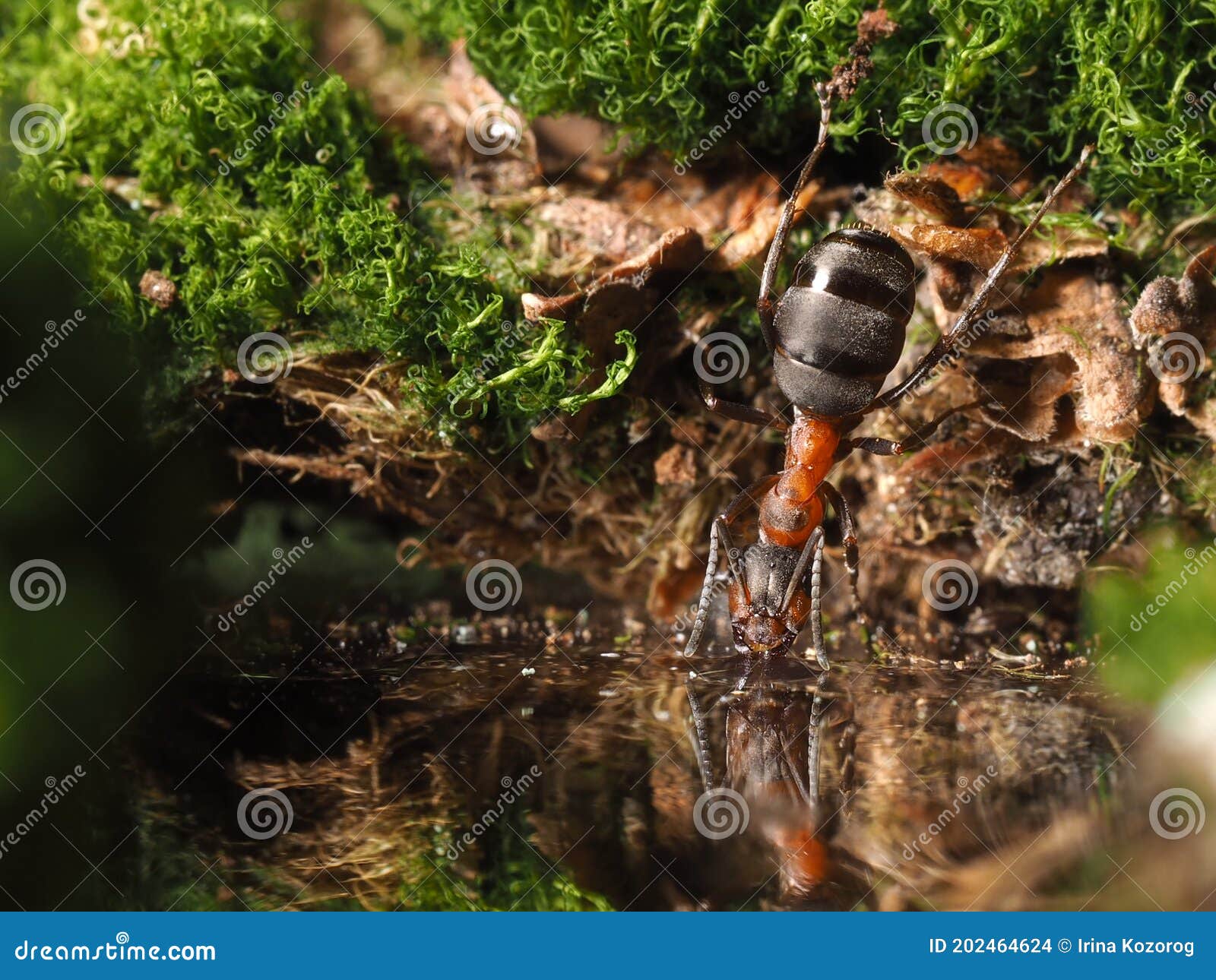 Ant drinking water stock photo. Image of merges, thirst - 202464624