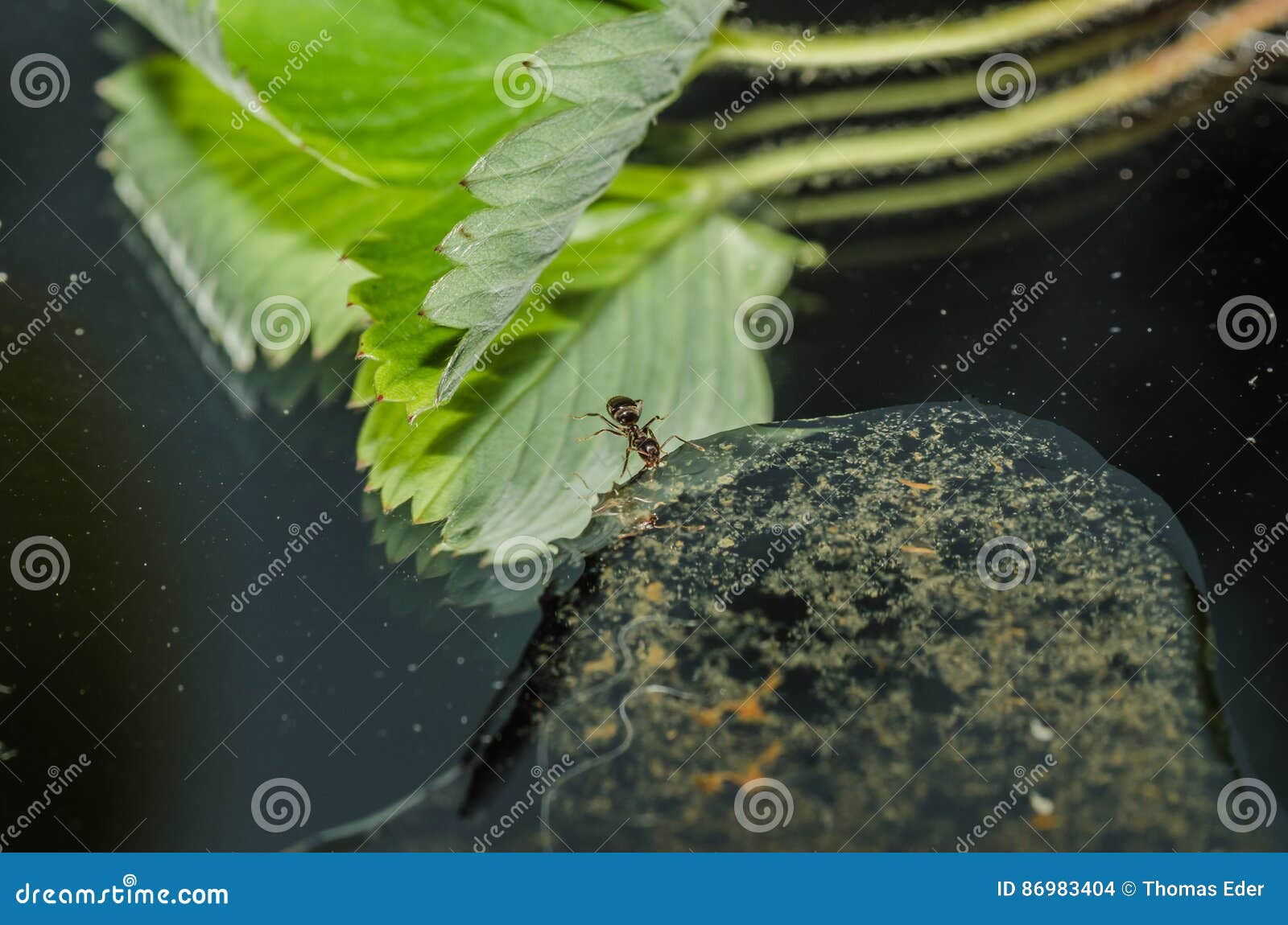 Ant drinking stock photo. Image of together, operate - 86983404