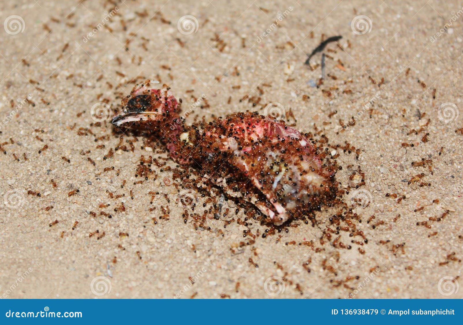 Ant Eat bird carcass stock image. Image of carcass, corpse - 136938479