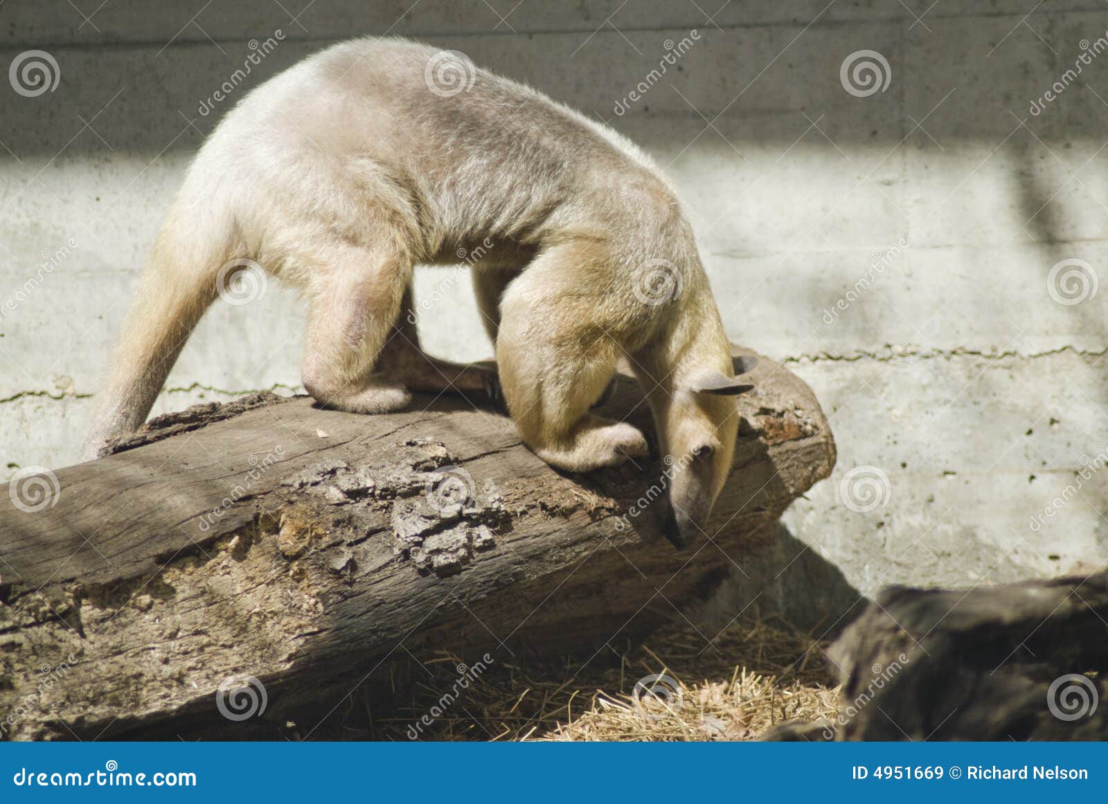 Ant Eater stock image. Image of anteater, long, wildlife - 4951669