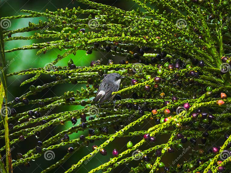 Ant Eater Bird - Zosterops Perching in Drupes of Palm Tree Stock Image ...