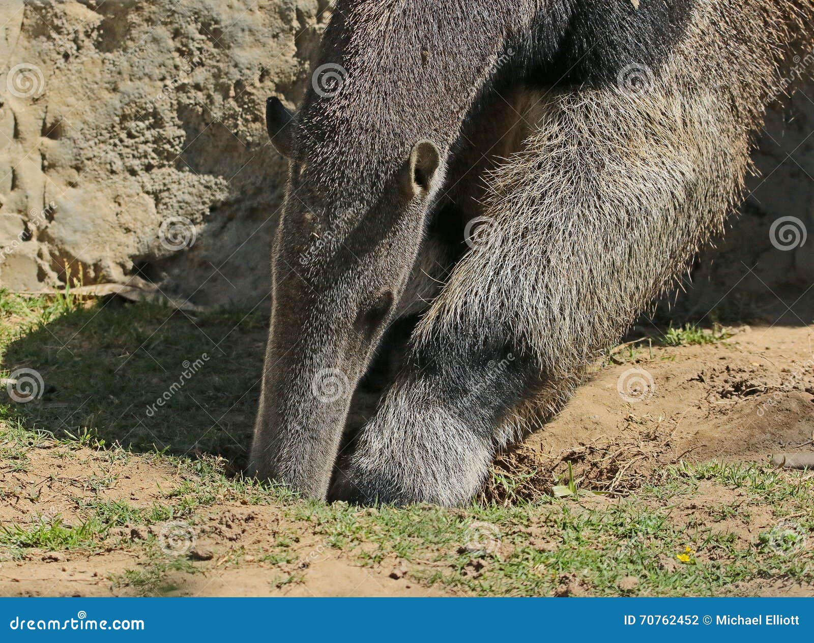 Ant Eater stock photo. Image of collared, grassland, nose - 70762452